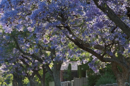 2018 Urban Forest - City of Burnside